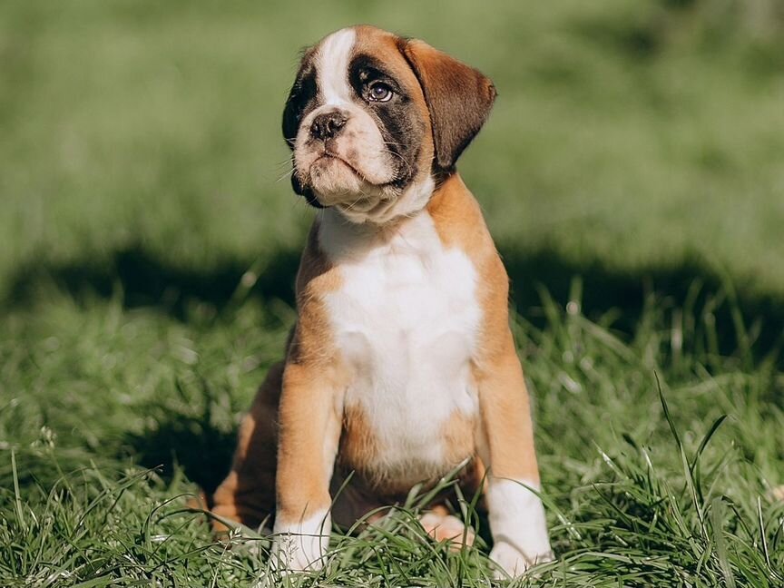 Боксерятки