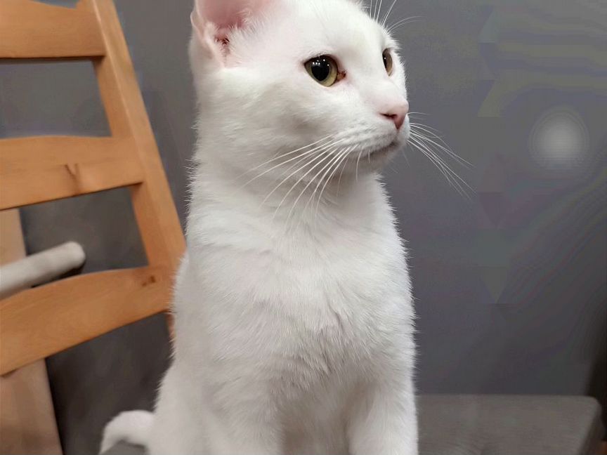 Кот
