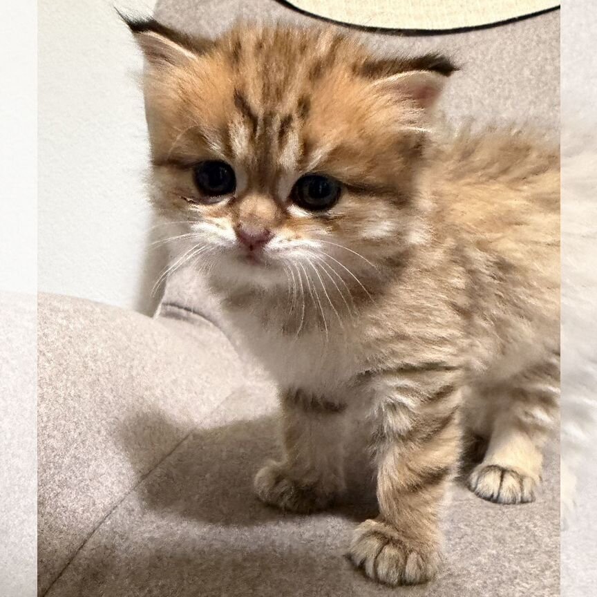 Шотландский вислоухий длинношёрстный котёнок