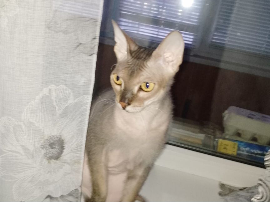 Кот Рома