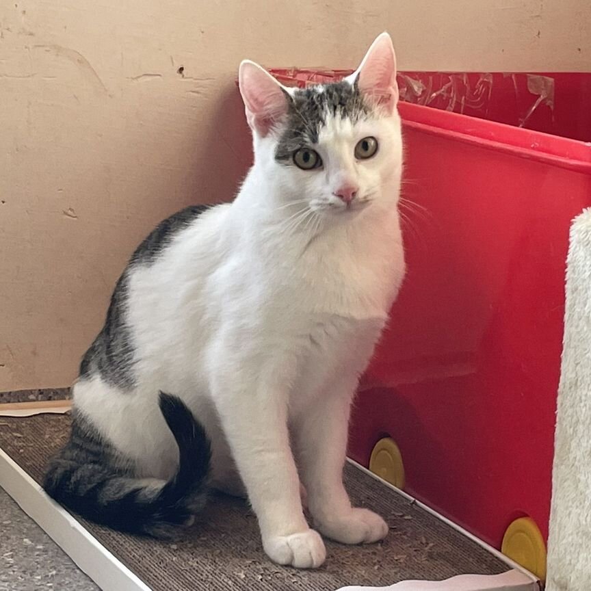 Котенок засиделся в приюте