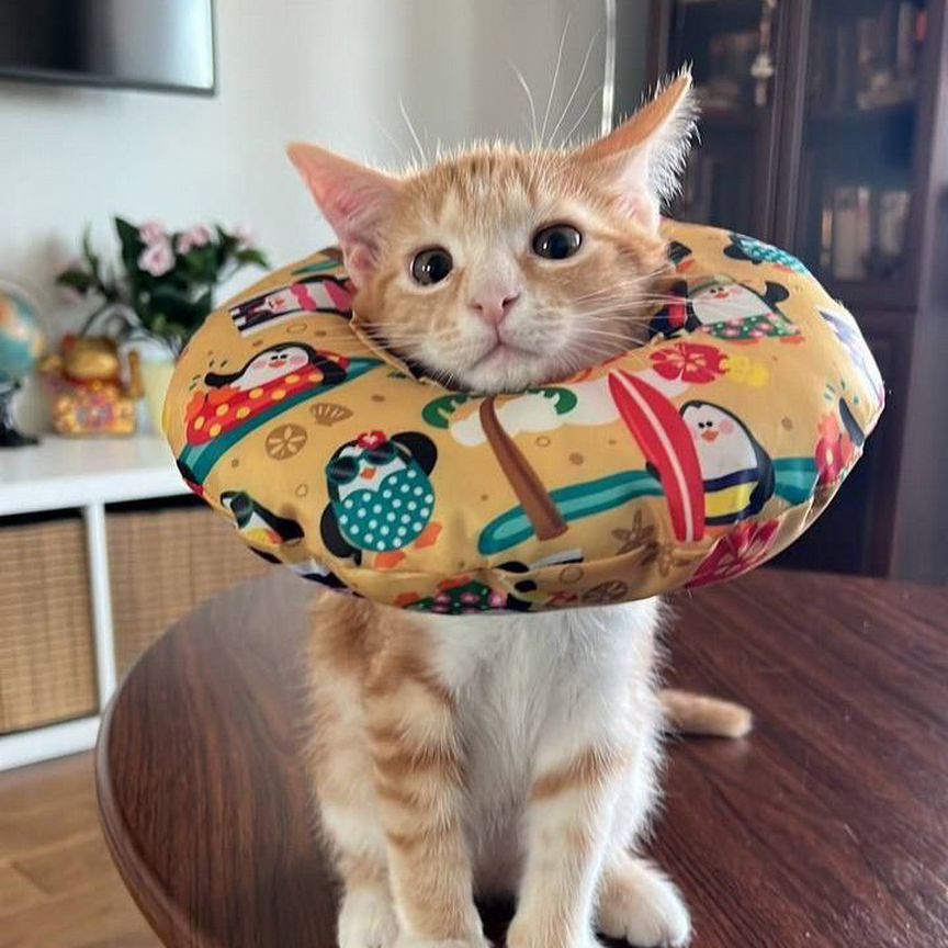 Котик Павлик ищет теплые ручки