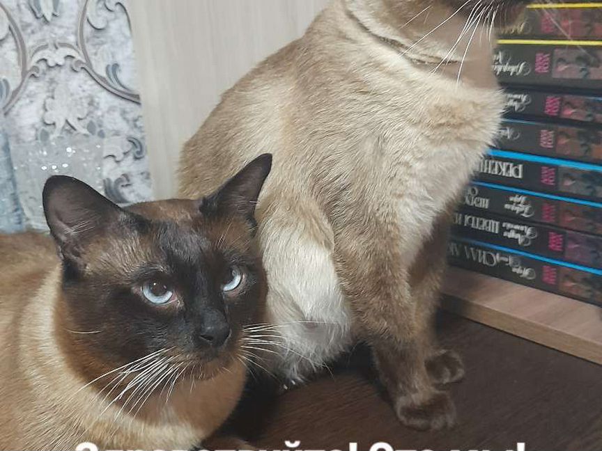 Меконгский бобтейл котята