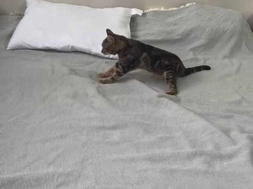 Котята в добрые руки даром