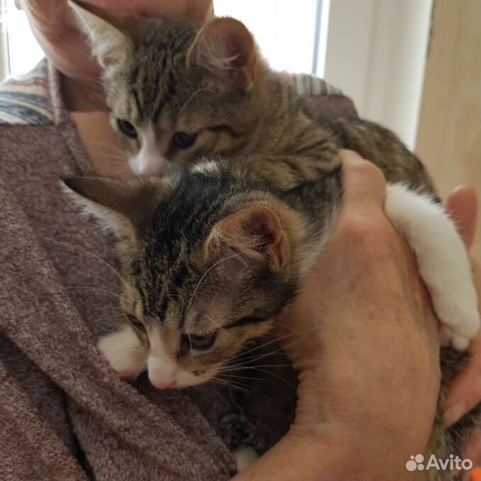 Маленьким котятам нужна передержка с медуходом дом