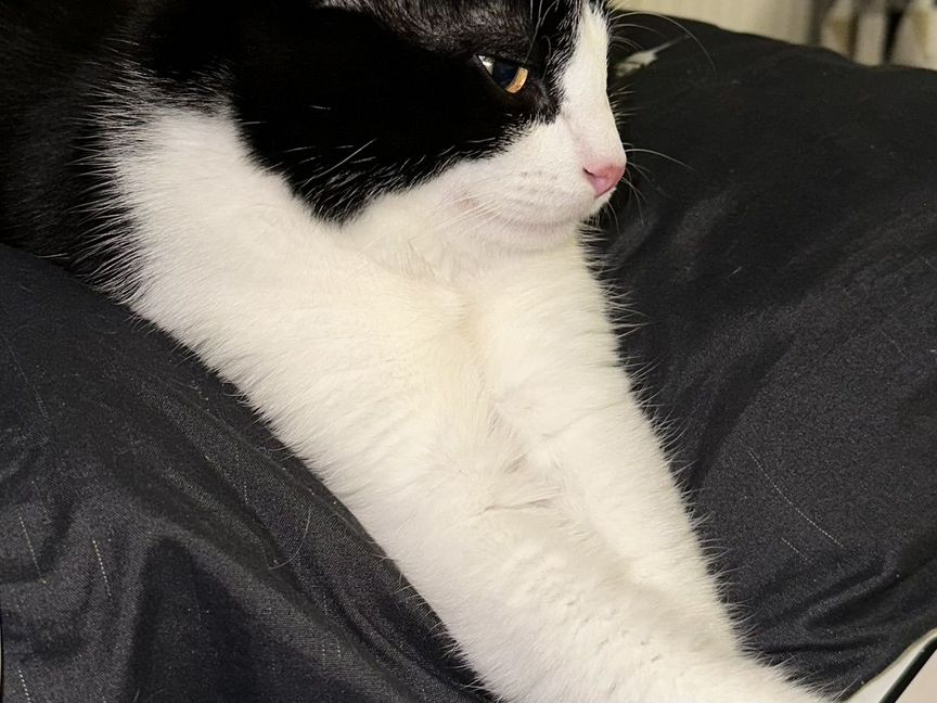 Кот смешной