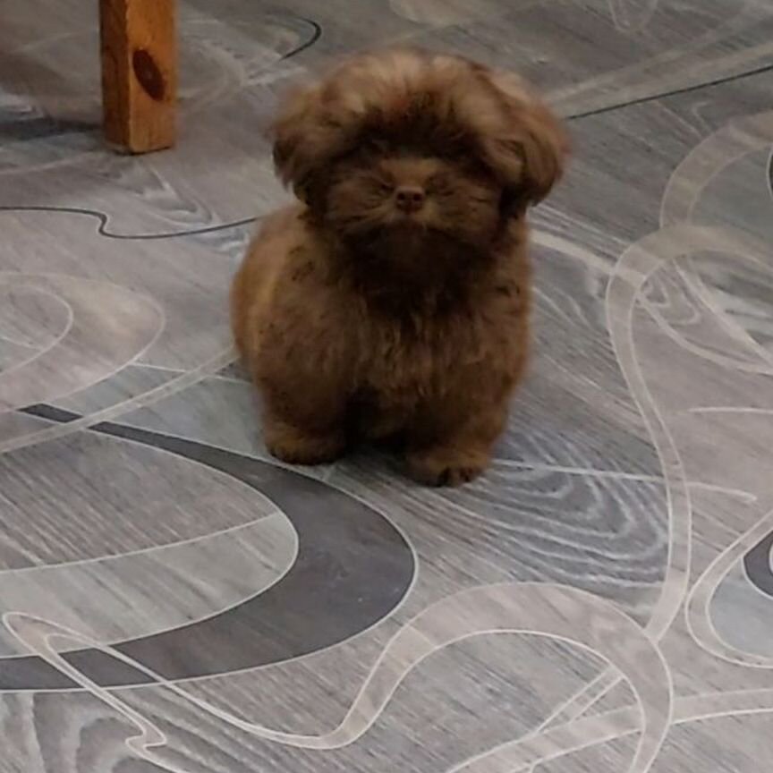 Шоко мальчик мальтипу