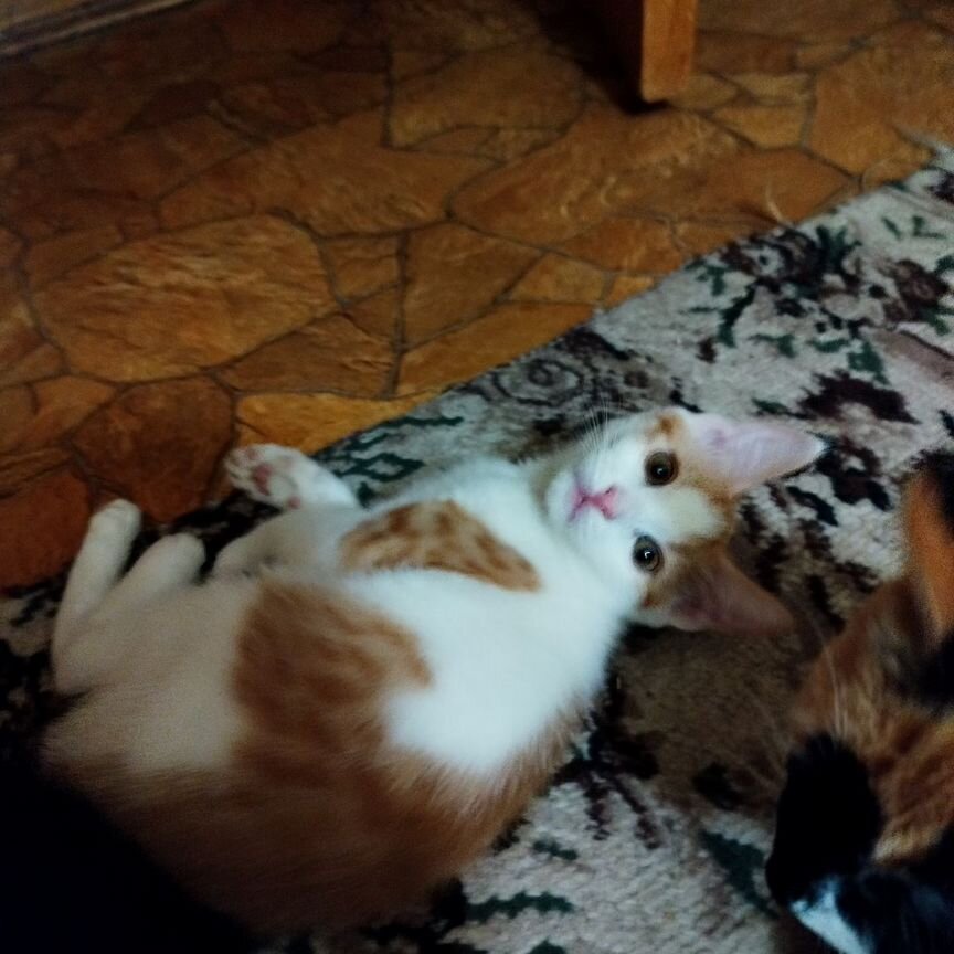 Котёнок в добрые руки