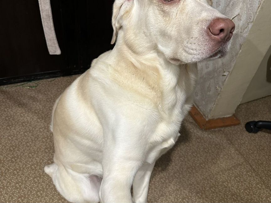 Собака в добрые руки отдам бесплатно