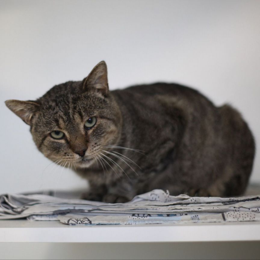 Взрослый кот в добрые руки