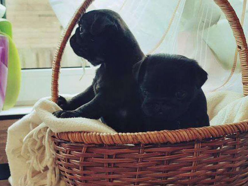 Мопс