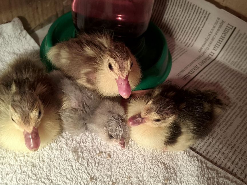 Суточные индоутята