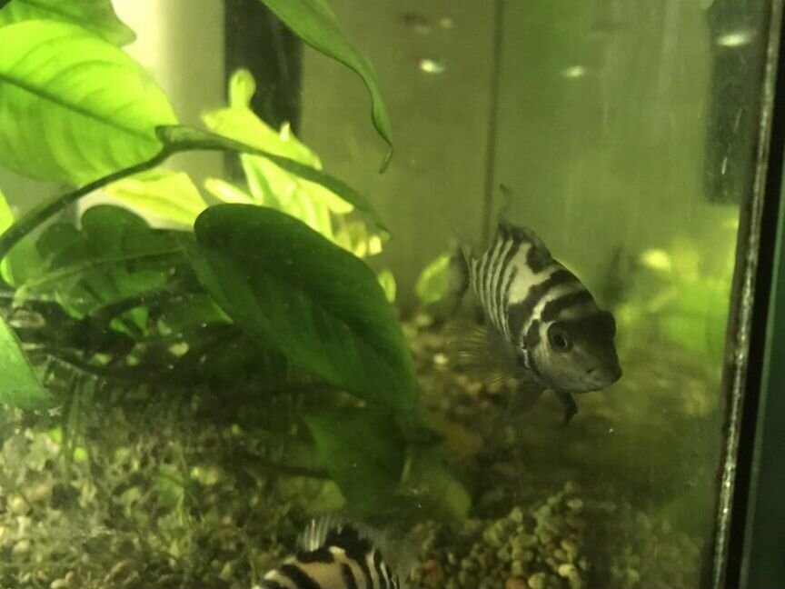 Цехлида чернополосная