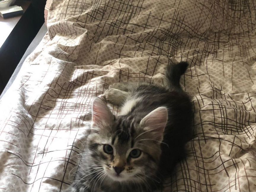 Котенок