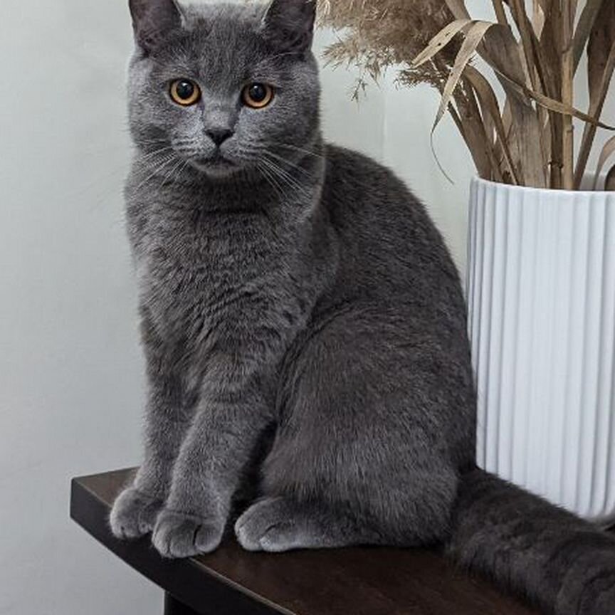 Продам молодую кошечку