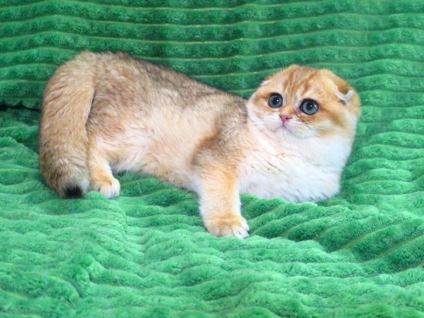 Шотландская вислоухая золотая шиншилла