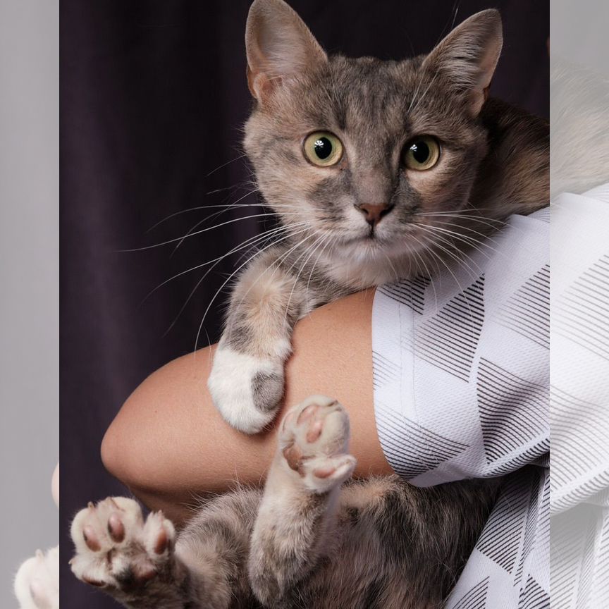 Кошечка Луша ищет дом