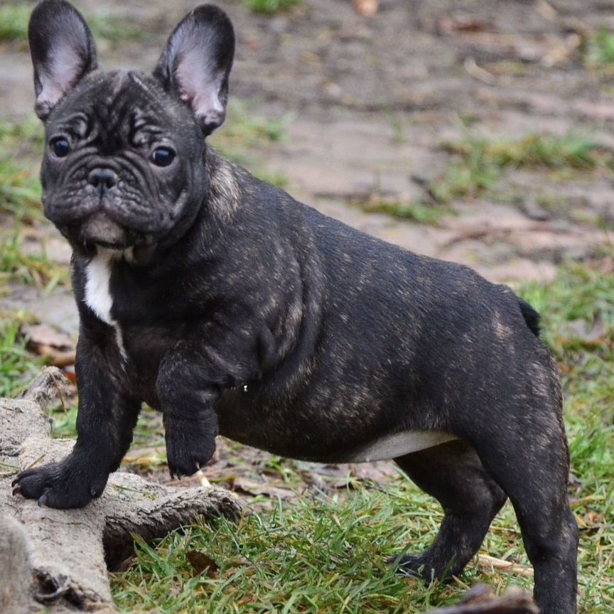Французский бульдог, щенок