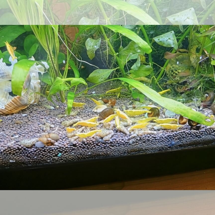 Меченосцы и креветки