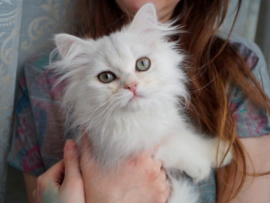 Британская серебристая шиншилла