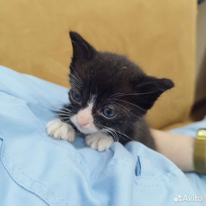 Кото- ребенок мальчик в заботливые руки