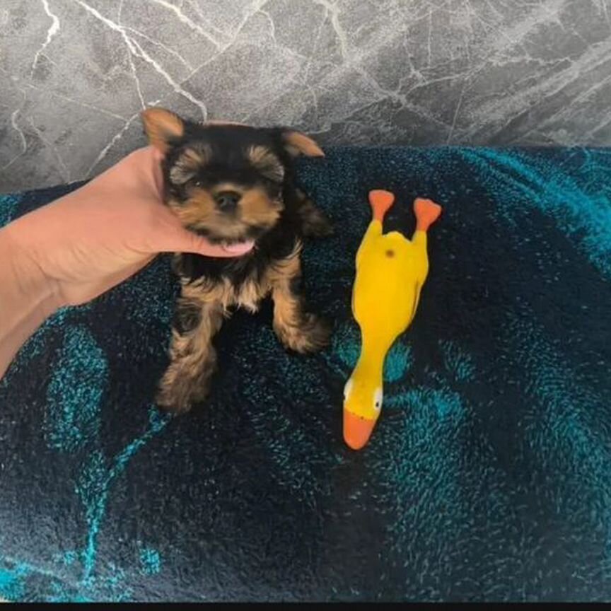 Щенок от частного владельца