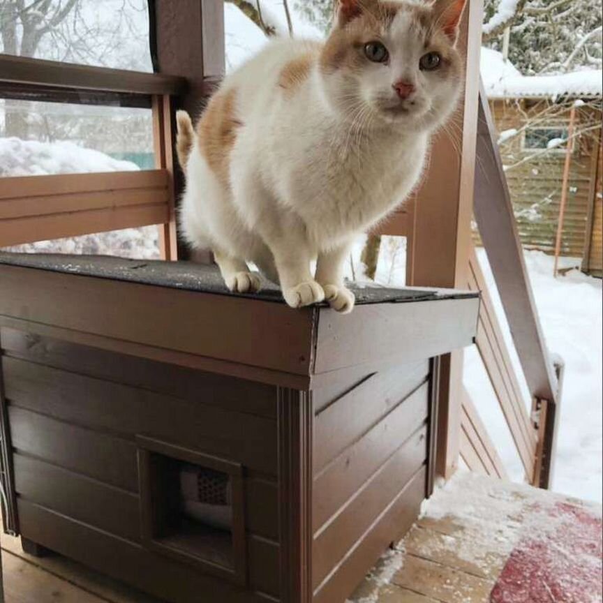 Уличный домик для кошек