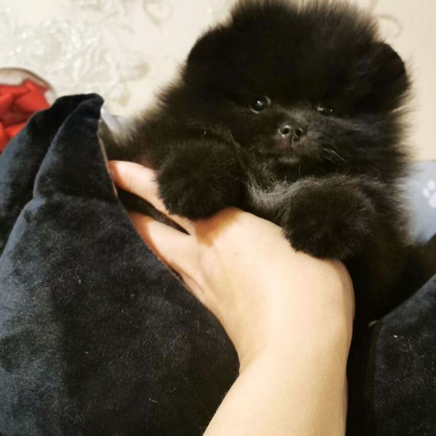 Померанский шпиц, щенок