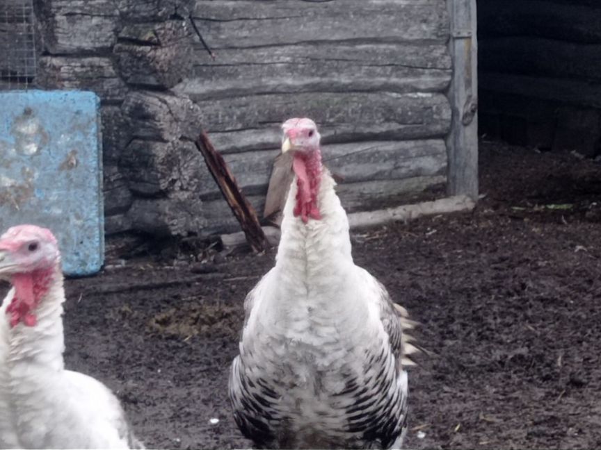 Продам индюков