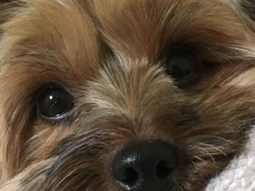 Йоркширский терьер найден