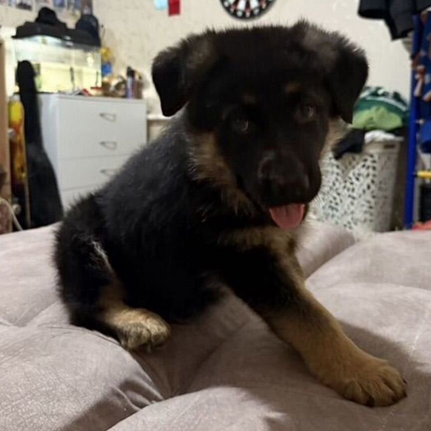 Немецкая овчарка, щенок