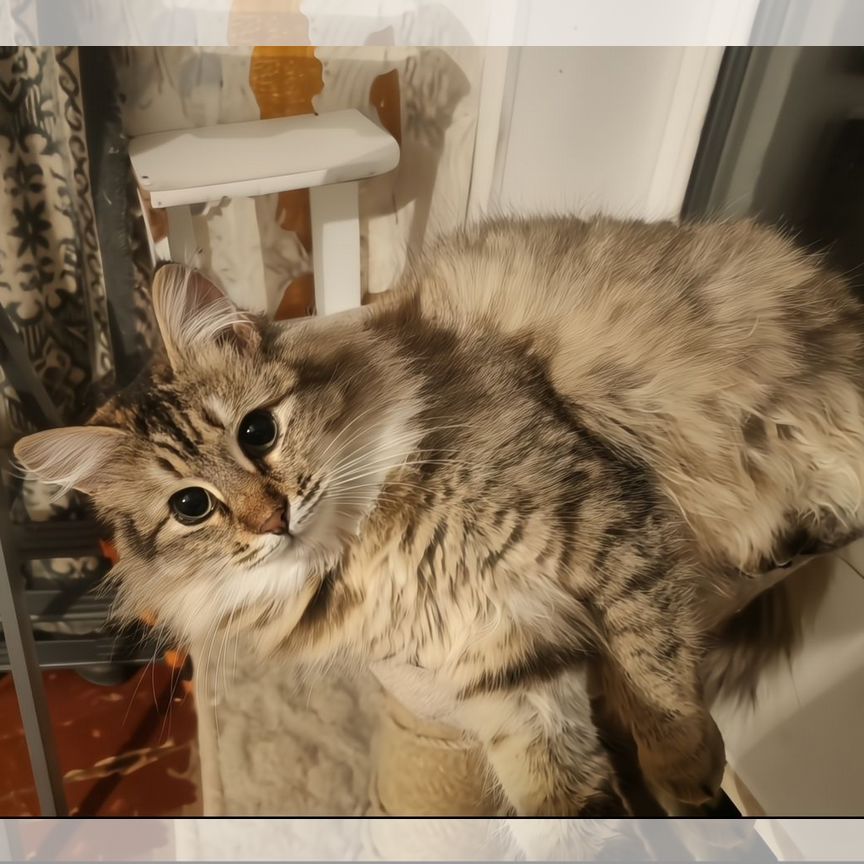 Взрослая, кошка в добрые руки