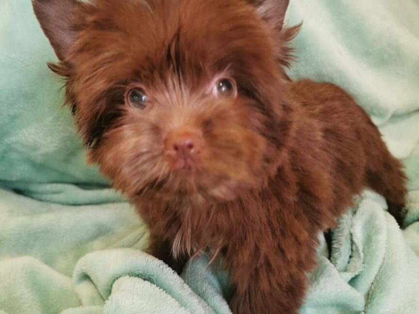 Йорк-мини мальчик