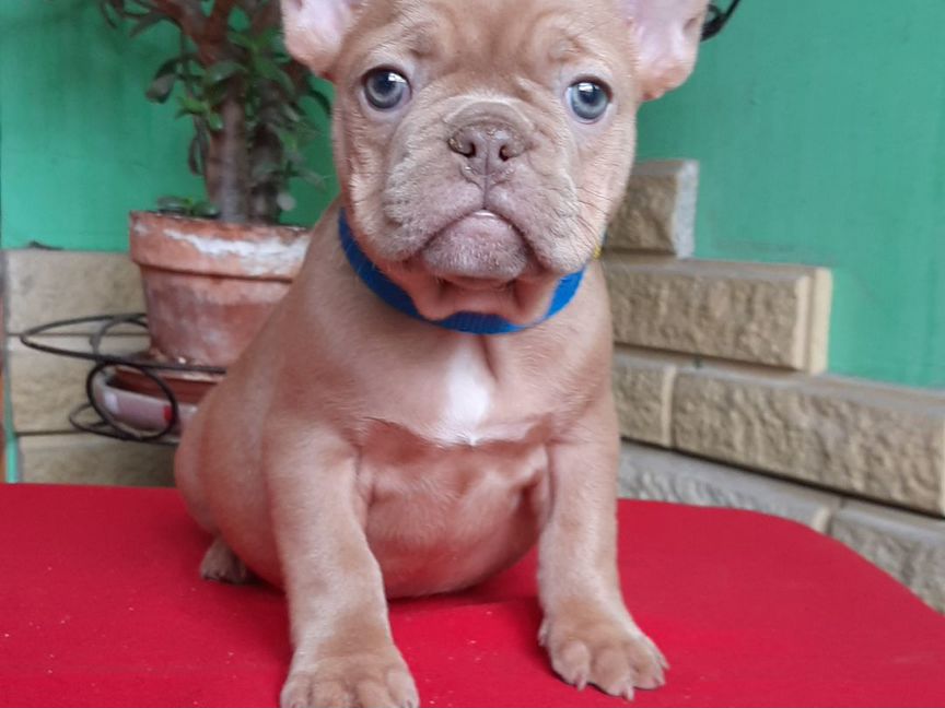 Девочка Изабелла с какао ждёт именно Вас