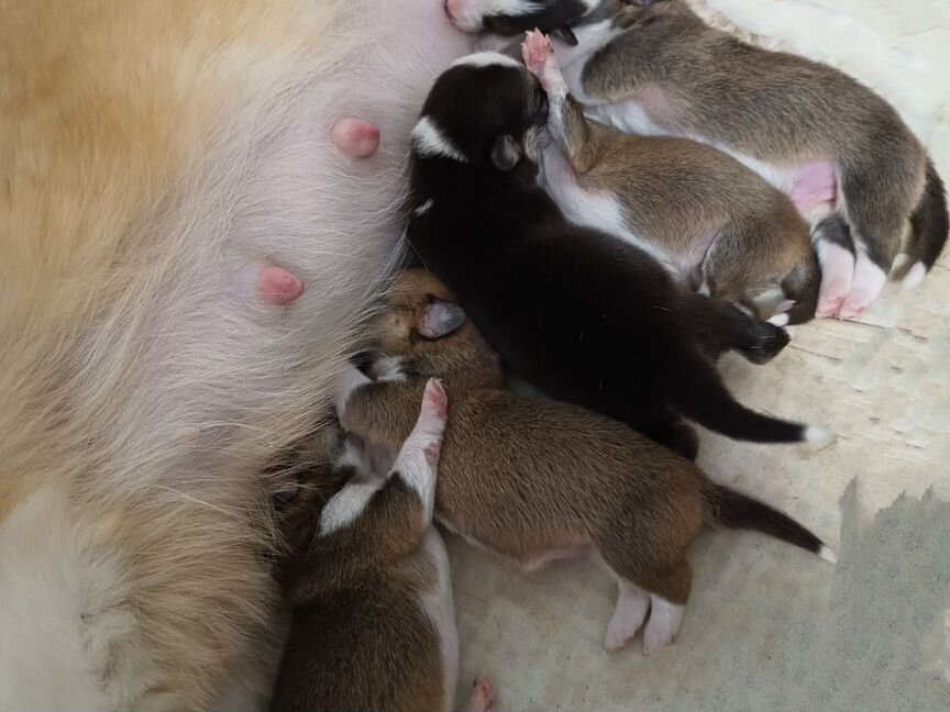 Новый помет Вельш корги пемброк
