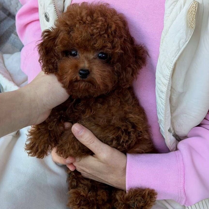 Той-пудель, щенок