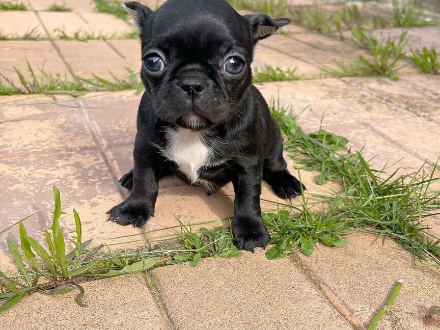 Щенки чихуахуа