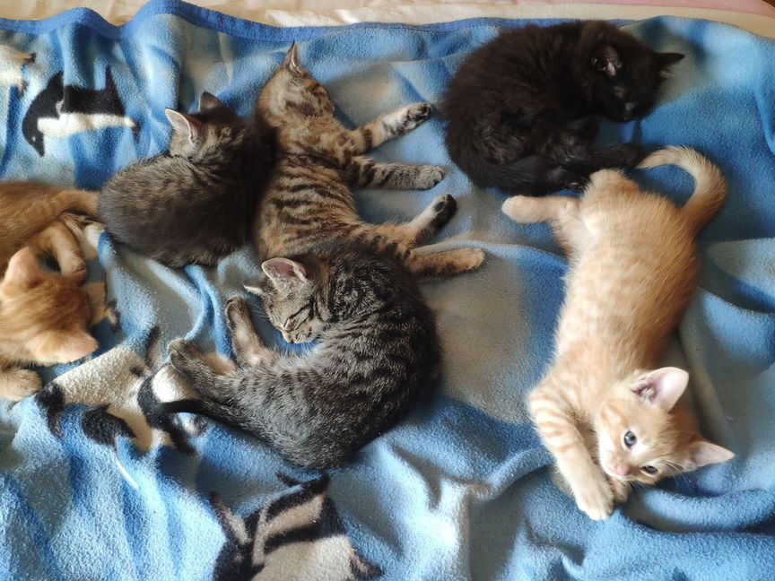 Котята в добрые руки