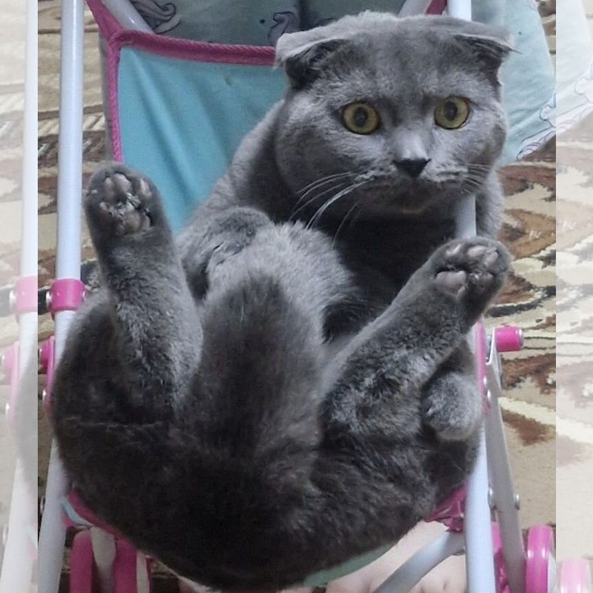 Британский вислоухий кот
