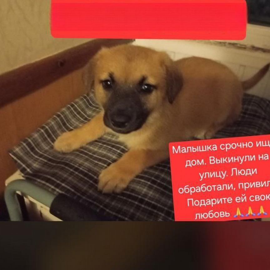 Щенок в добрые руки