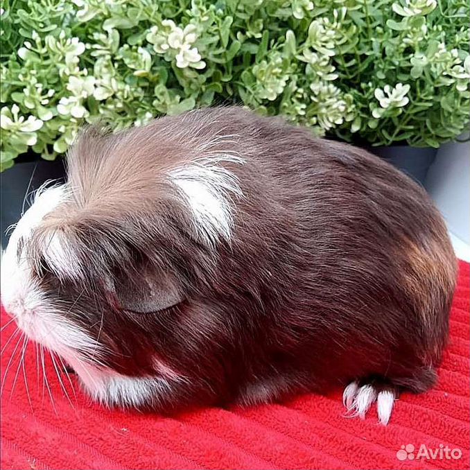 Коронет, длинношерстная морская свинка