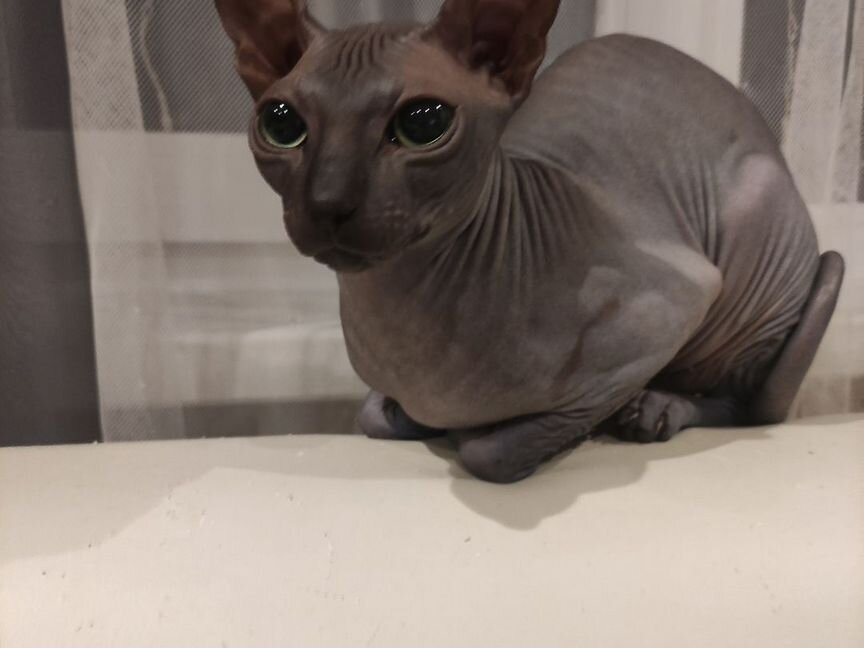 Донской сфинкс