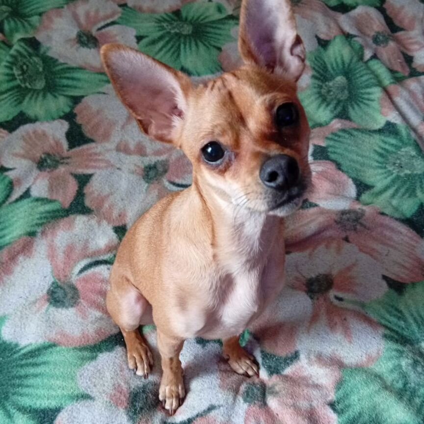 Русский той-терьер, взрослый пёс