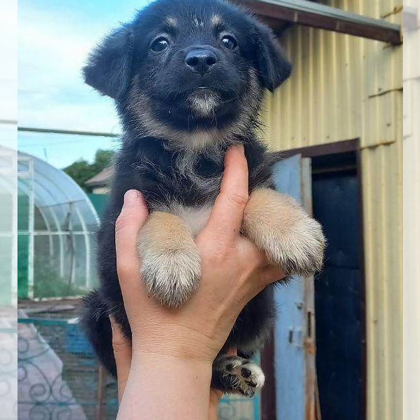 Щенок в добрые руки