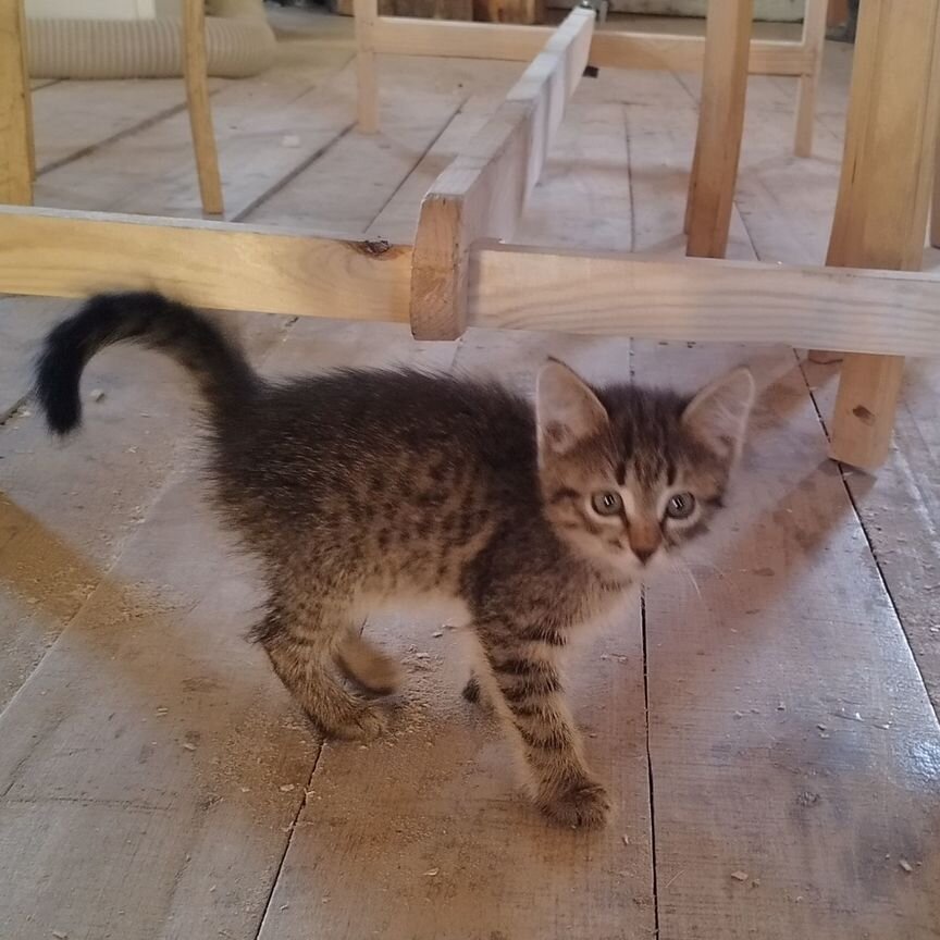 Котята