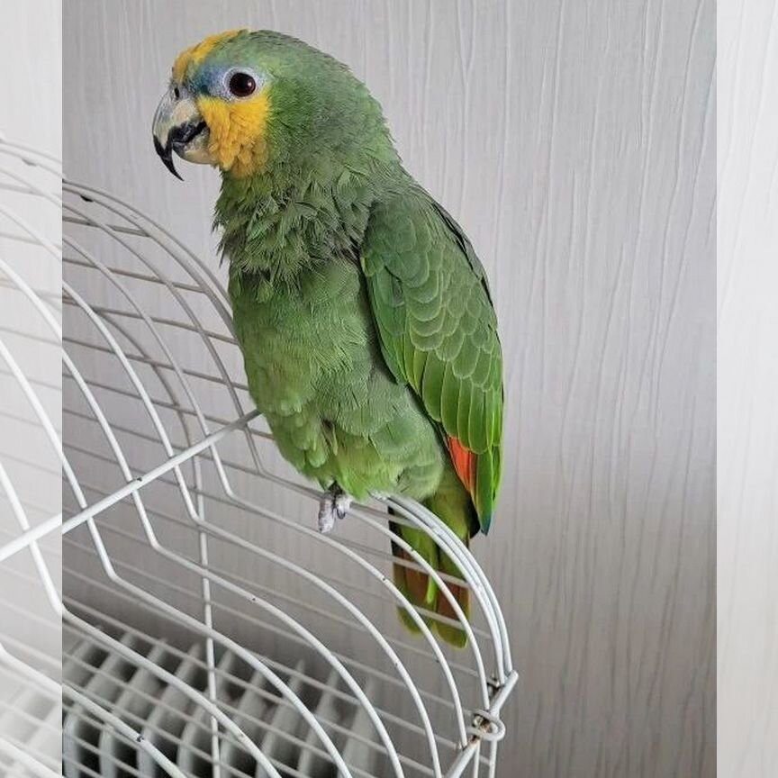 Попугай. венесуэльский амазон