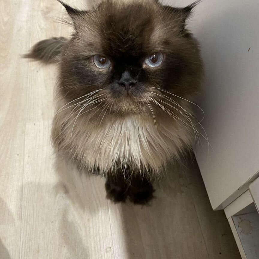 Шотландский вислоухий длинношёрстный, взрослый кот