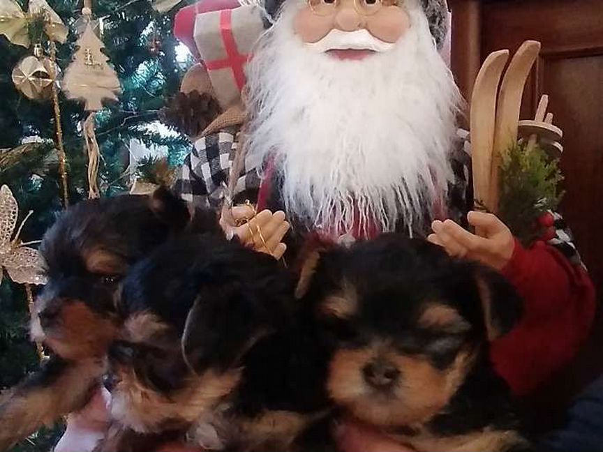 Новогоднее счастье)