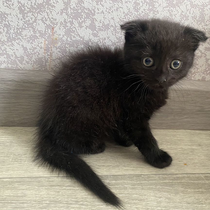 Шотландские котятки