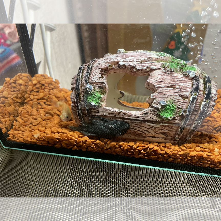 Аквариумный сомик, барбус